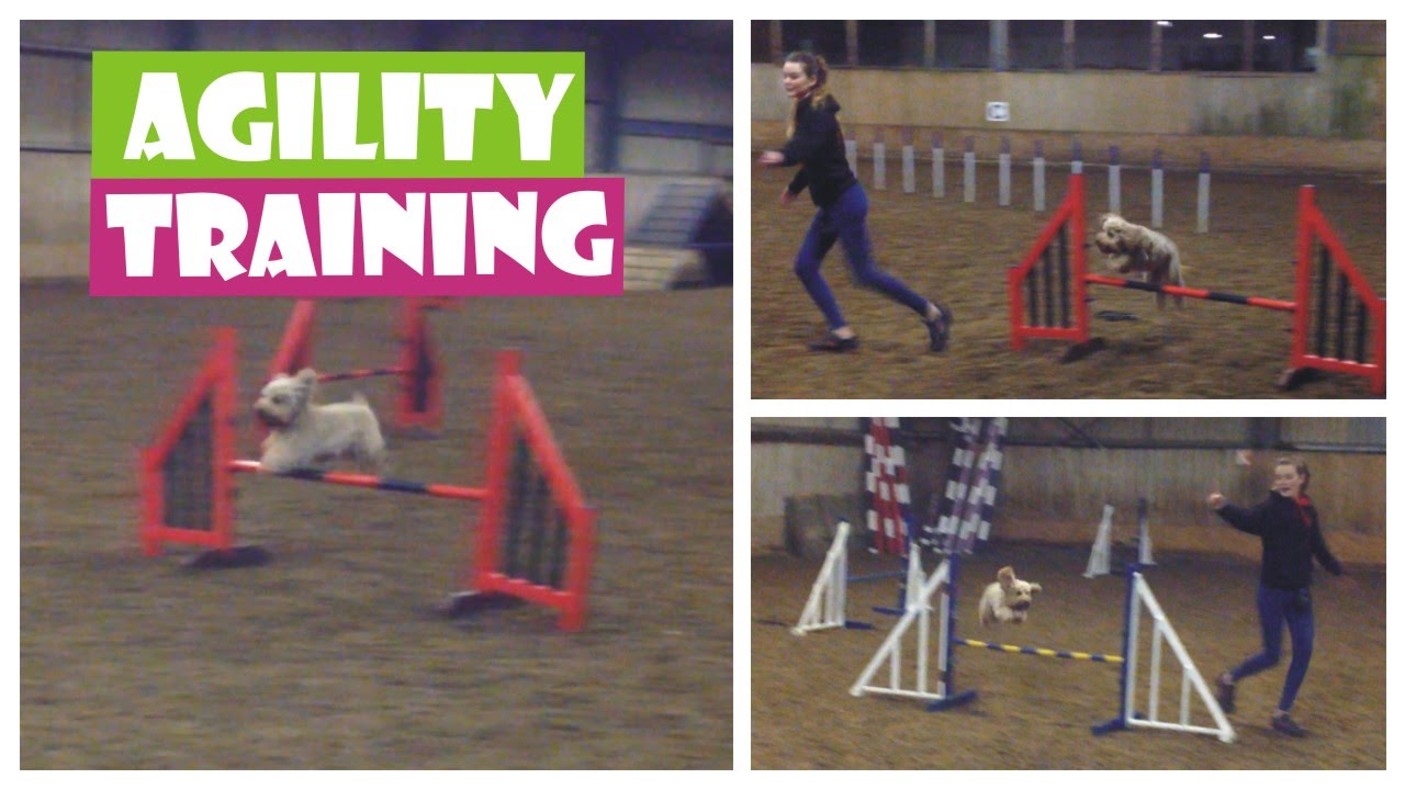 Dog Agility Fun 2015 - Cockapoo Training - YouTube