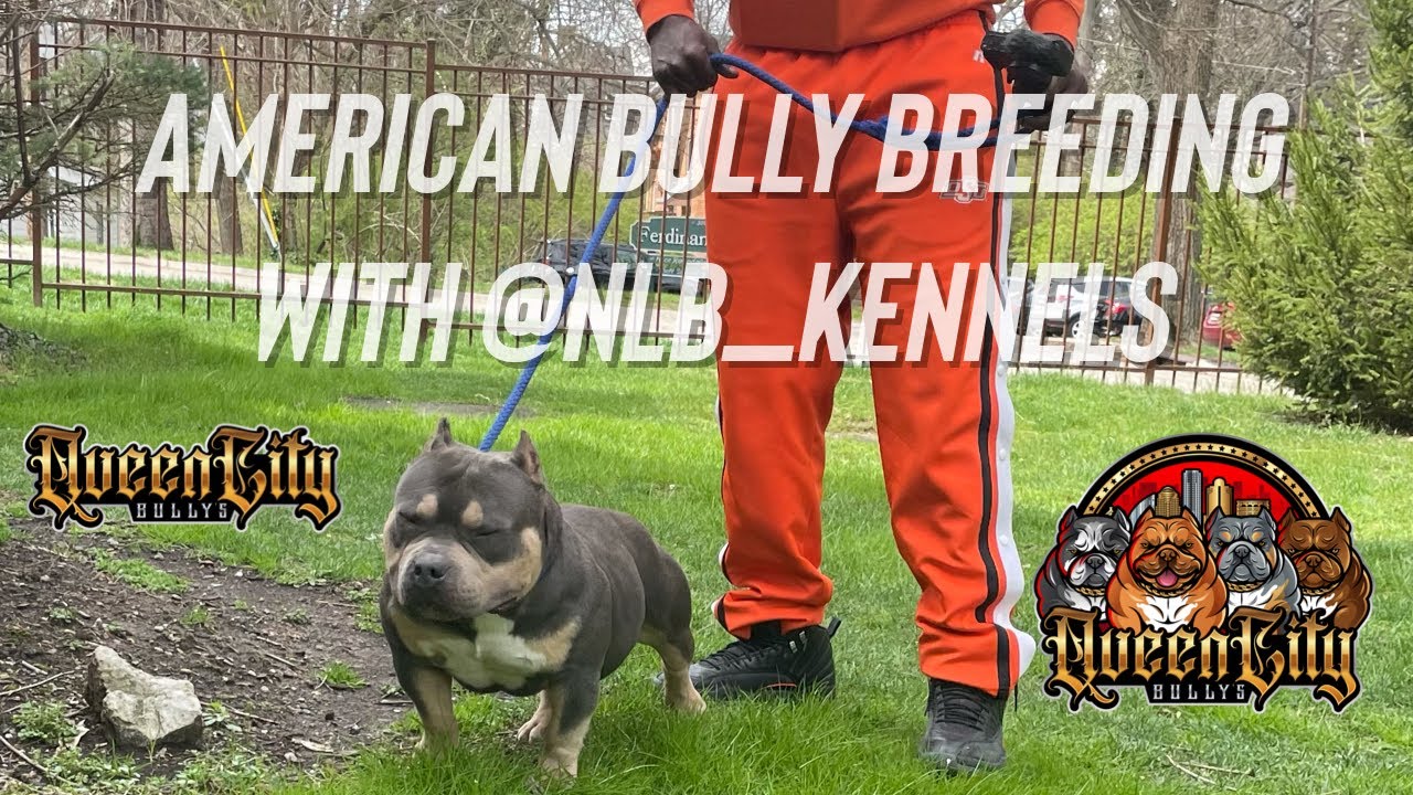 AMERICAN BULLY BREEDING BULLIEVE WITH @NLB_KENNELS - YouTube