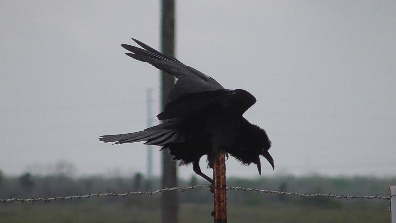 Chihuahuan Raven courtship display and vocalization. Brownsville, Texas ...