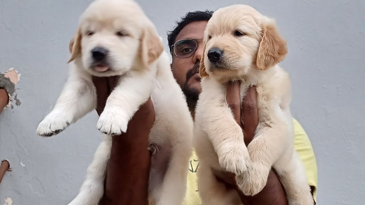 TOP QUALITY LABRADOR APPLE HEAD PUPPIES AVAILABLE CONTACT-8667203339 ...