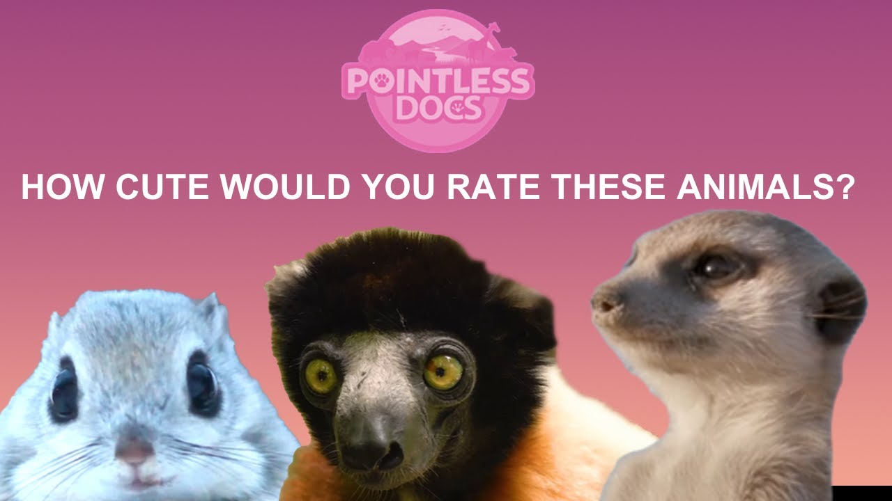 Cute Or Not? You Decide! - YouTube