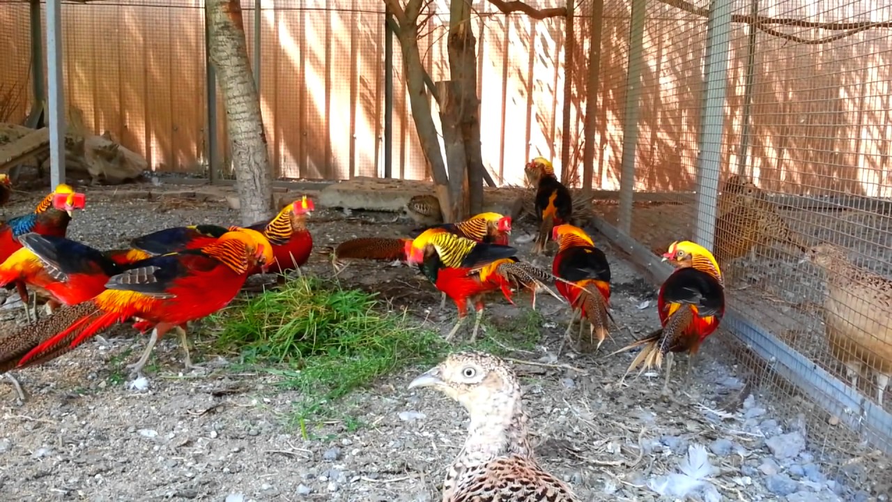 Red golden pheasant - YouTube