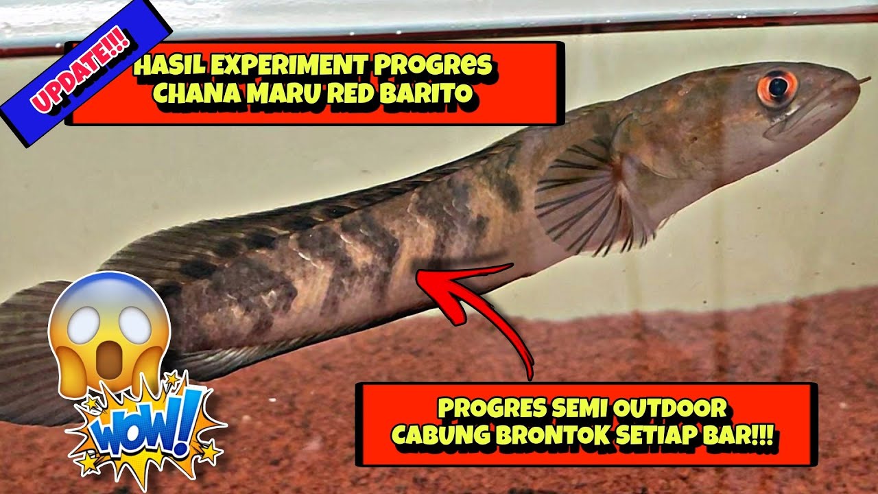 🔴 UPDATE HASIL EXPERIMENT PROGRES CHANA RED BARITO‼️CABUNG NGISI DI ...