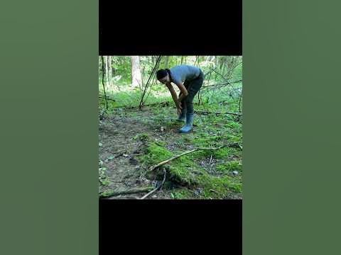 НАСТУПИТЬ НЕКУДА, ВЕЗДЕ ГРИБЫ! КОШМАР - YouTube