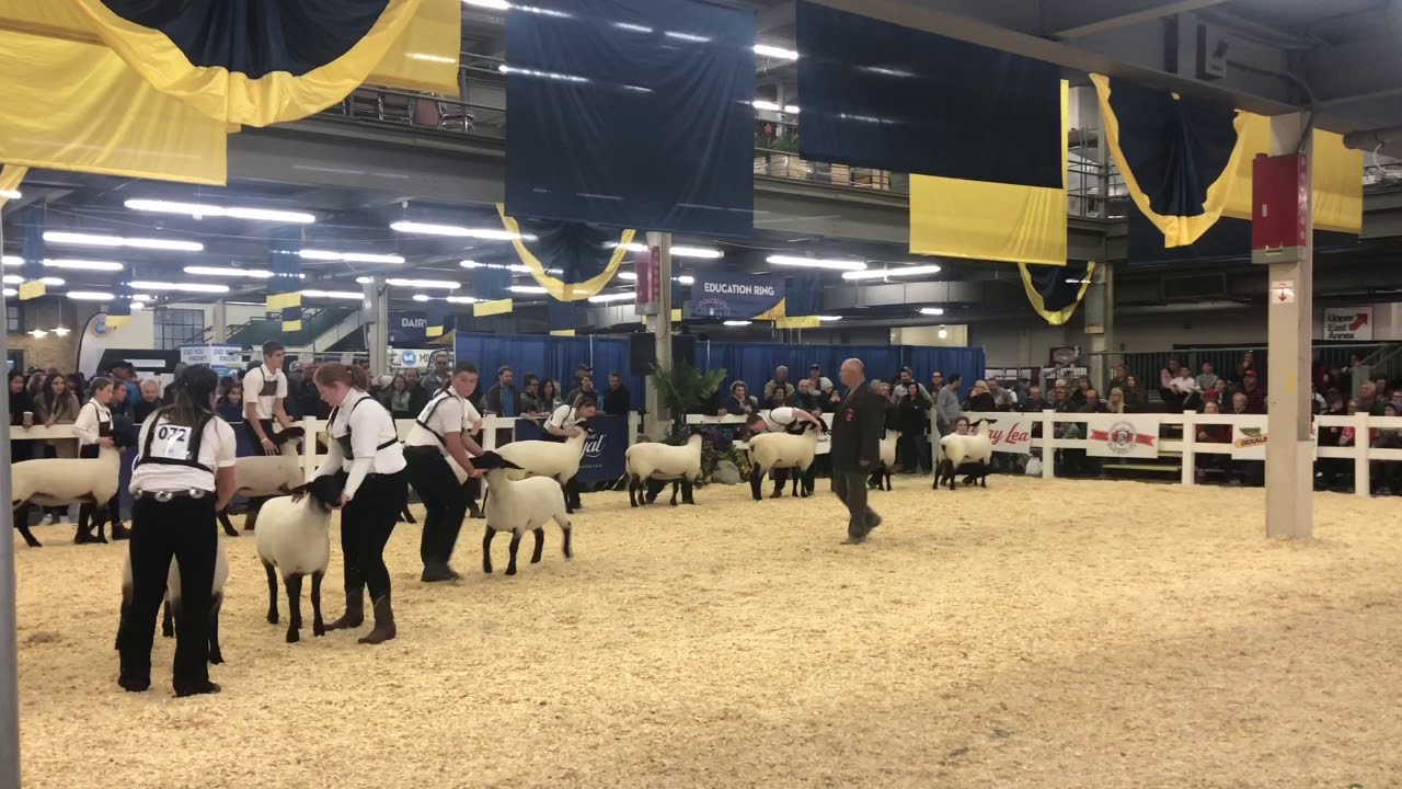 Suffolk Sheep Conformation champion ewe lamb Royal Agricultural Winter ...