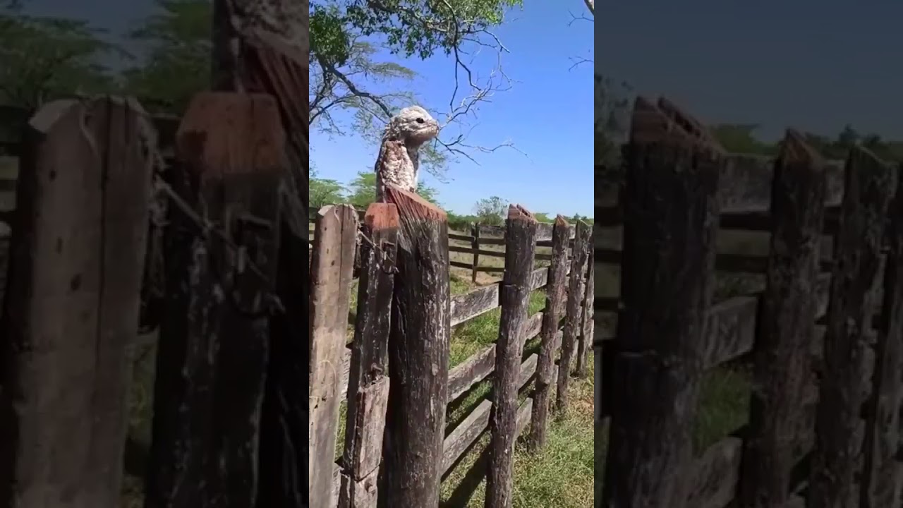 This is the best video I've ever seen of the bird, the Common Potoo ...