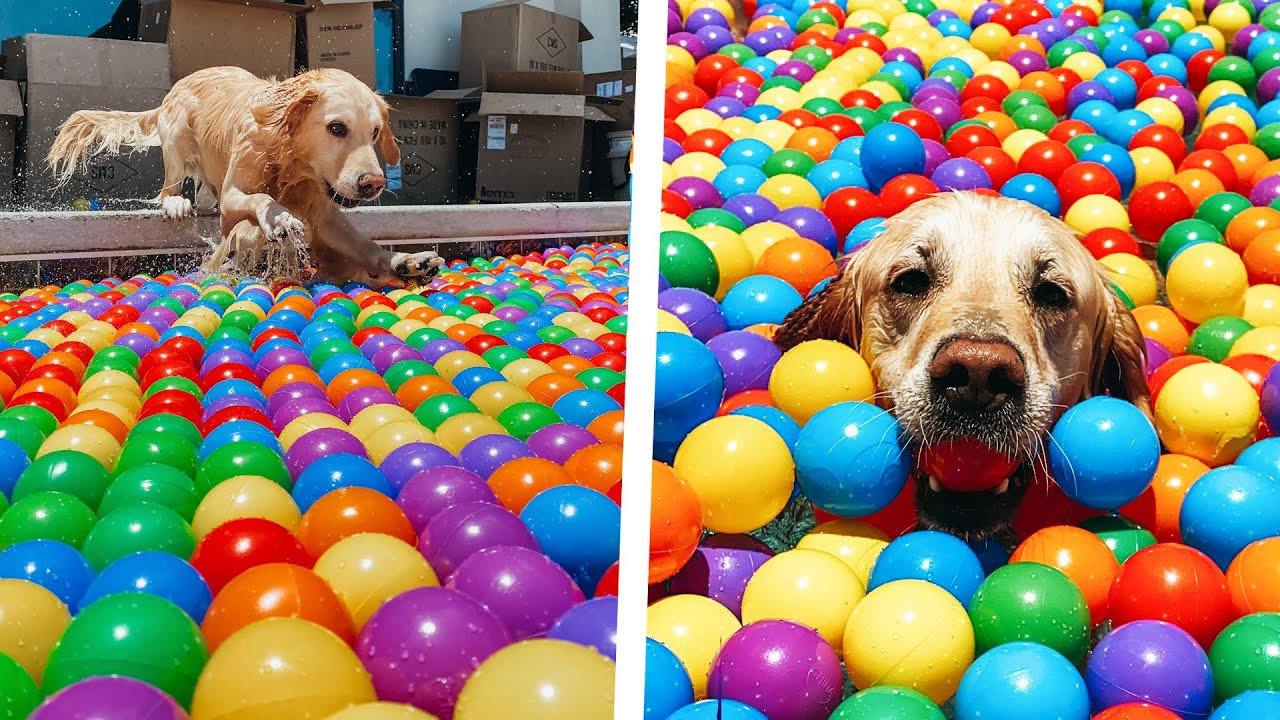 DOG'S BEST MOMENTS OF 2020 (Super Cooper Sunday #281) - YouTube