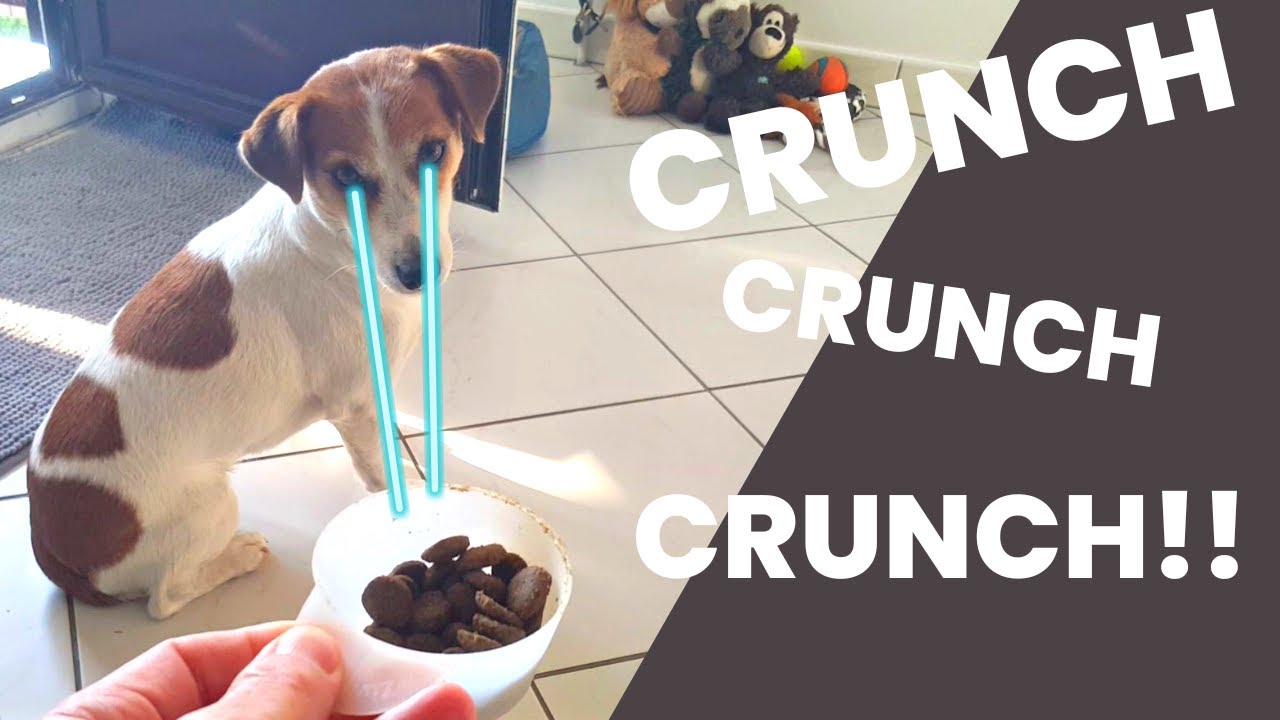 Frankie The Jack Russell Eating Breakfast | Funny! - YouTube