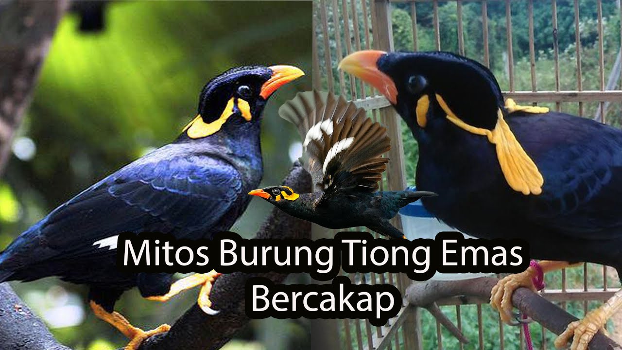 Burung Tiong Emas Boleh Bercakap - YouTube