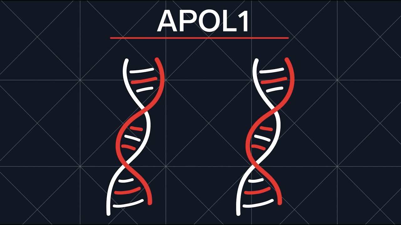 APOL1-Mediated Kidney Disease - YouTube