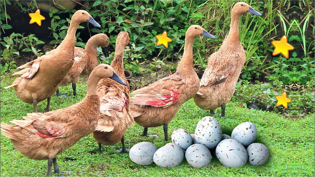 BEBEK BERENANG DI AIR , POTONG BEBEK ANGSA FILM , LAGU BEBEK ENTOK AYAM ...