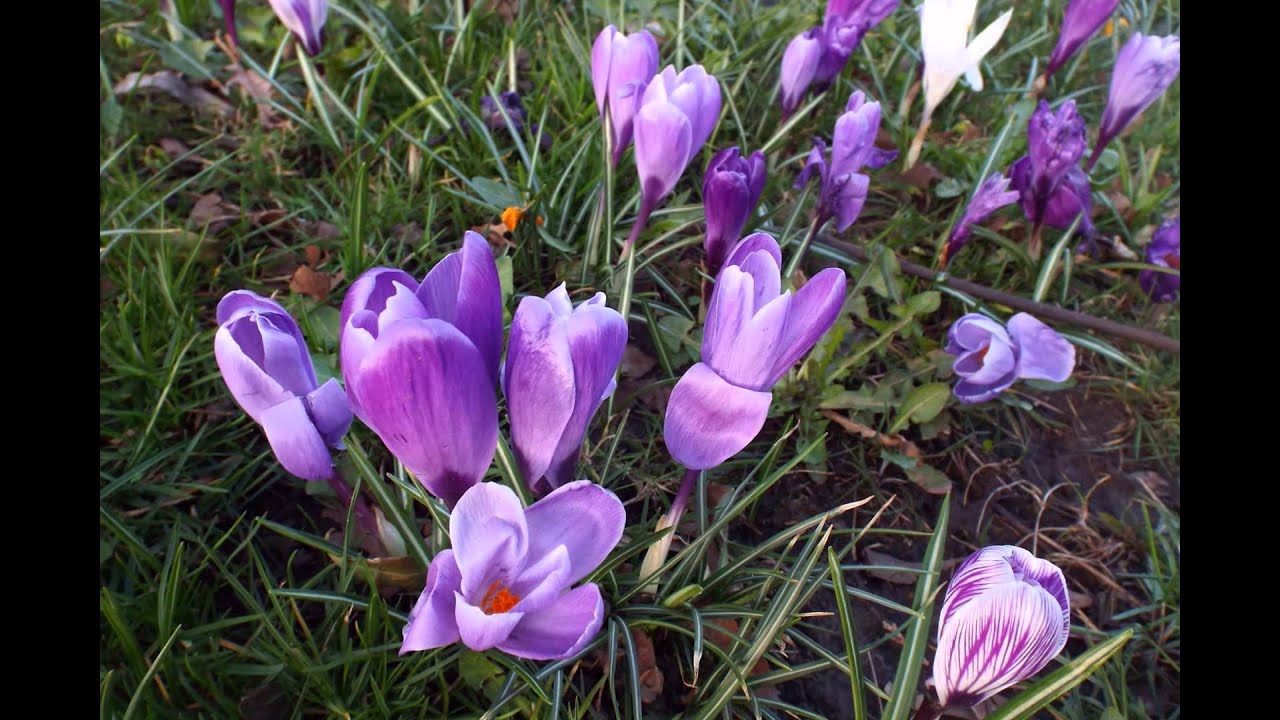 Underrated Flowers - YouTube