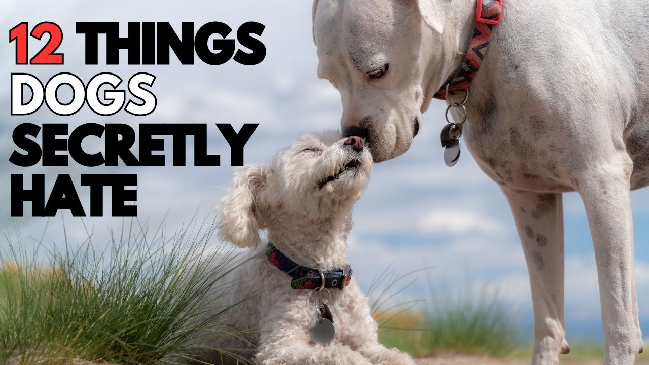 Unveiling the Hidden Pet Peeves of Dogs: 12 Things They Secretly Hate ...