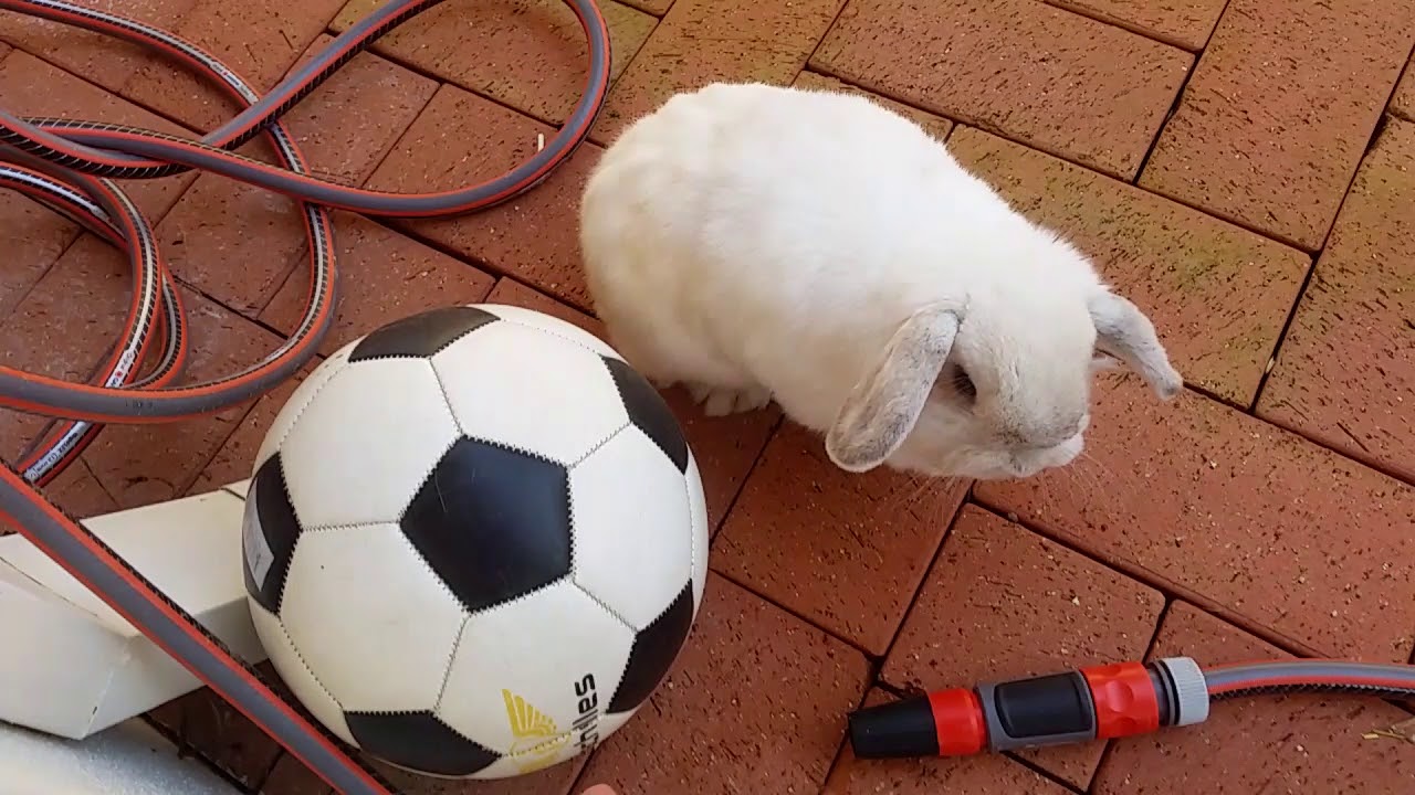 Bunny playing with soccer ball. - YouTube