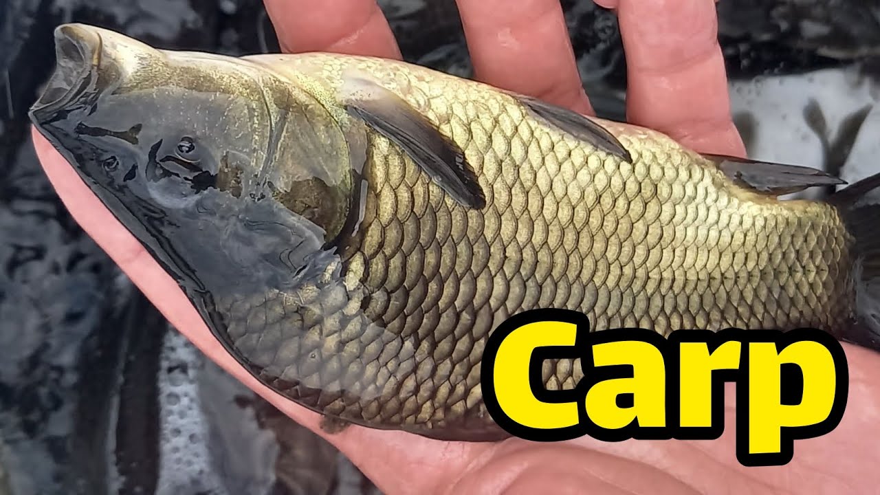 Types of baby carp fish - YouTube