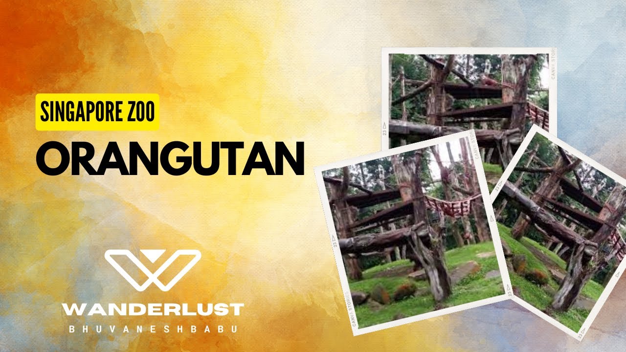 Orangutan | Singapore Zoo | Ah Meng | Wildlife Reserves Singapore ...