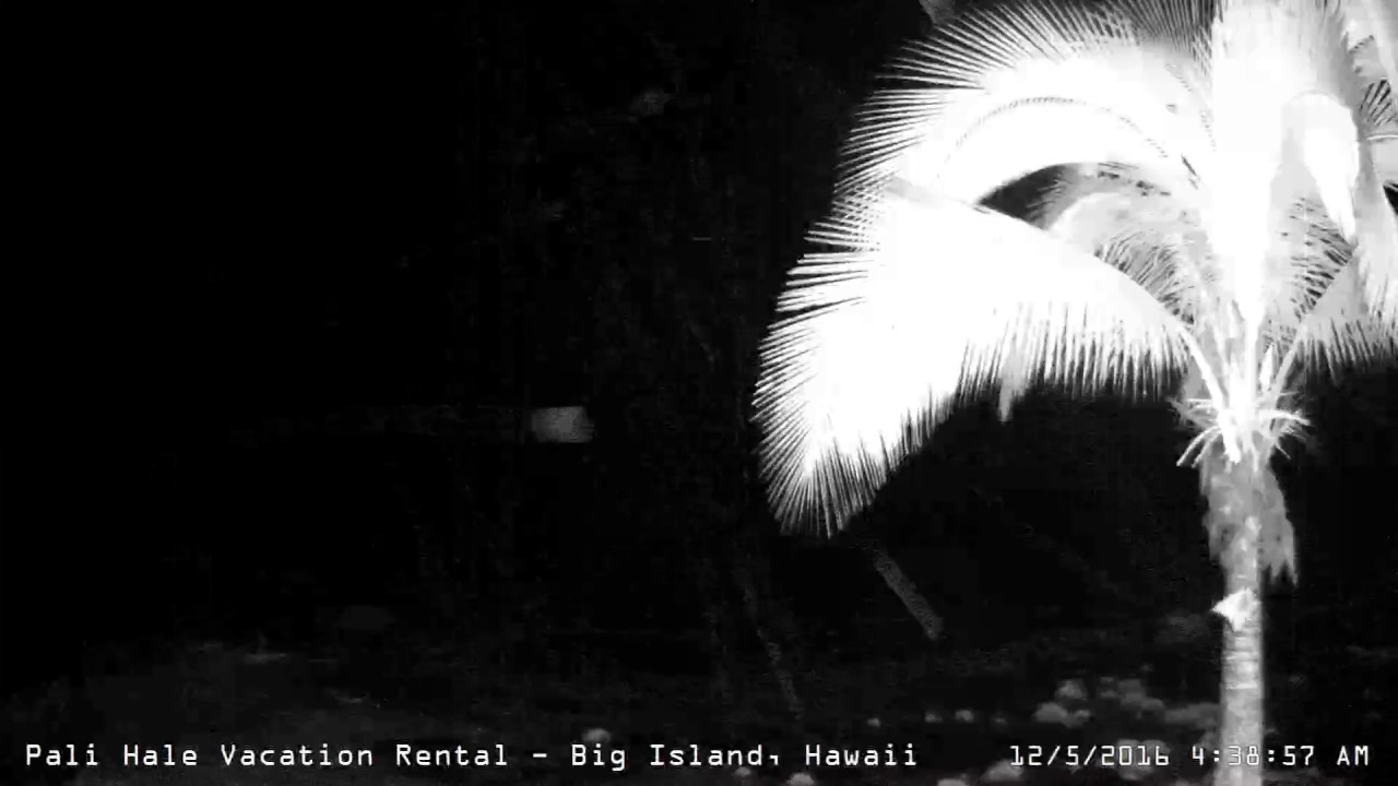 Pali Hale Live Stream from Puna Coast of Kea'au, Big Island Hawaii ...