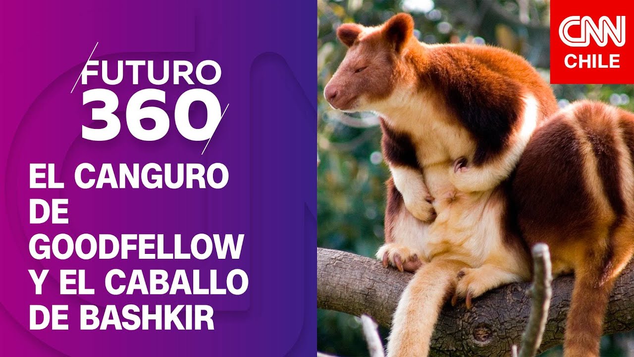 El canguro de goodfellow y el caballo de Bashkir | Animales ...