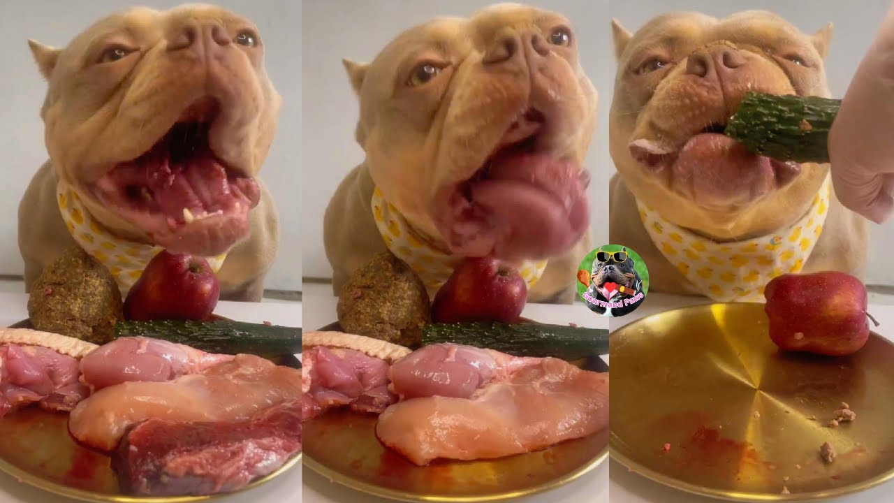 Hungry Funny American Pocket Bully dogs, Bossy is eating food,chicken ...