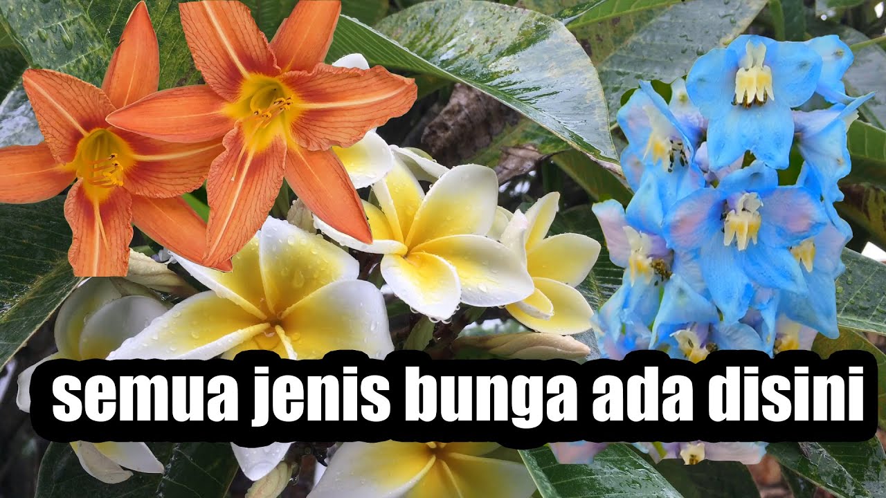 BERBAGAI JENIS BUNGA YANG LAGI MEKAR - YouTube
