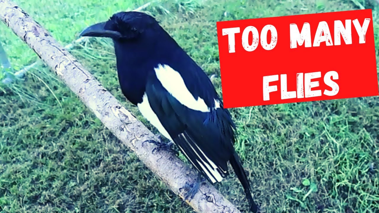 So Many Flies In The Aviary - YouTube