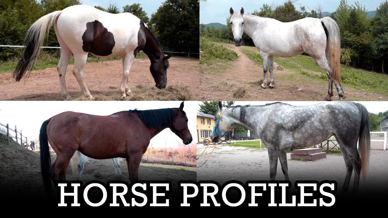 Horse Profiles | Meet My Horses 2 | Vlog #6 - YouTube