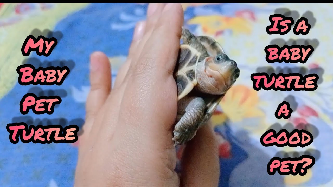 My Baby Pet Turtle | My New Pet Vlog | @BazlaZahraVlogs - YouTube