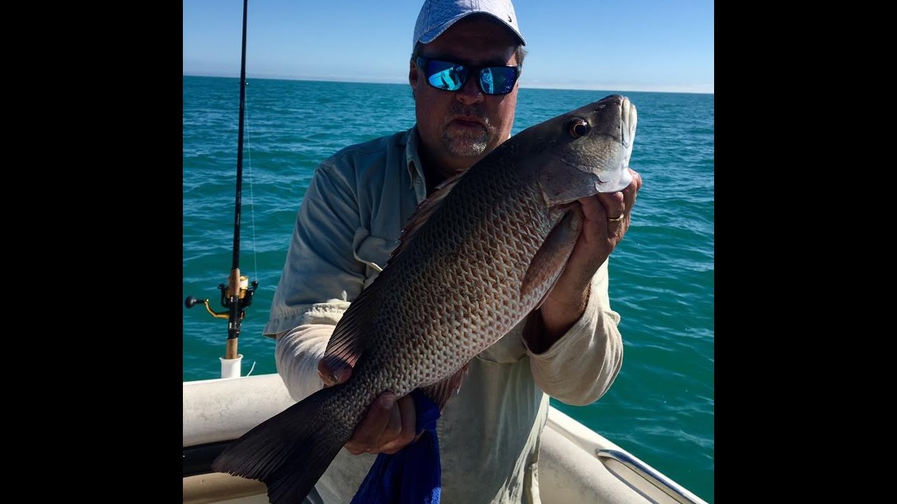 Big Mangrove Snapper on Light tackle! - YouTube