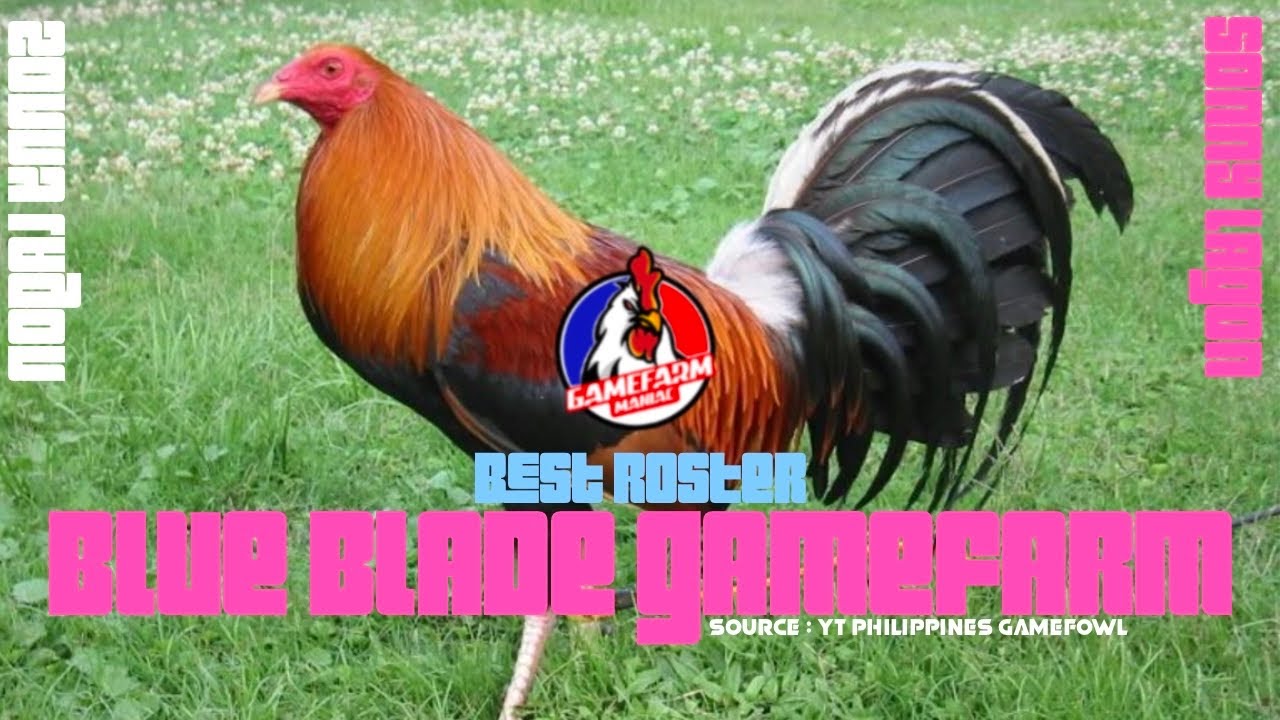 BEST ROOSTER | BLUE BLADE GAMEFARM - YouTube