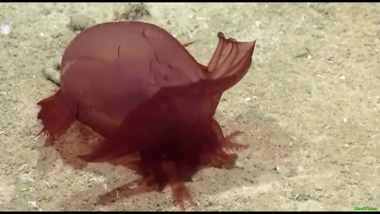 Морской огурец - Enypniastes eximia - YouTube