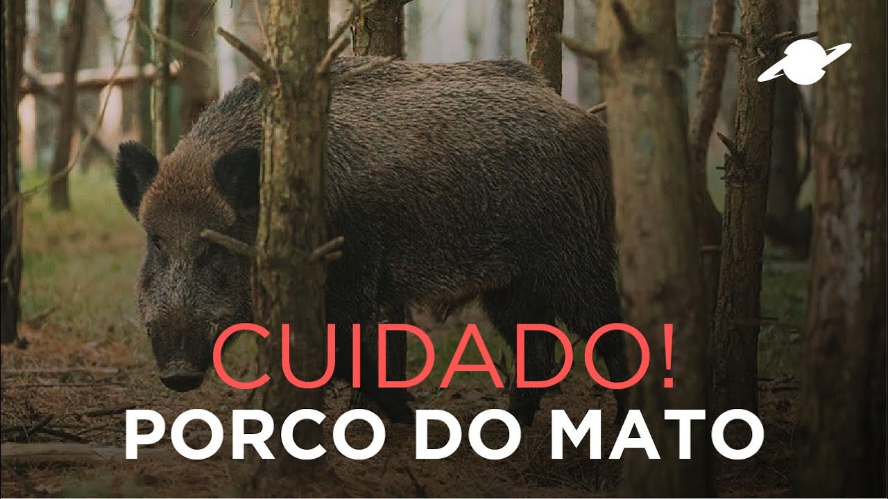 O TEMPERAMENTO DOS PORCOS DO MATO - YouTube