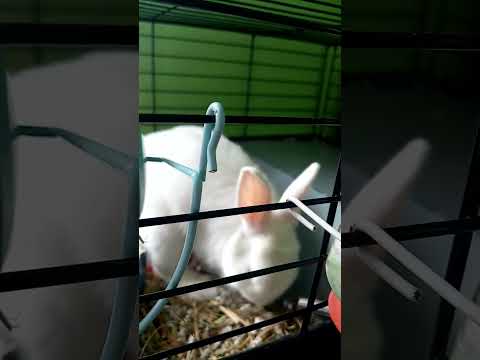 conejo copito - YouTube
