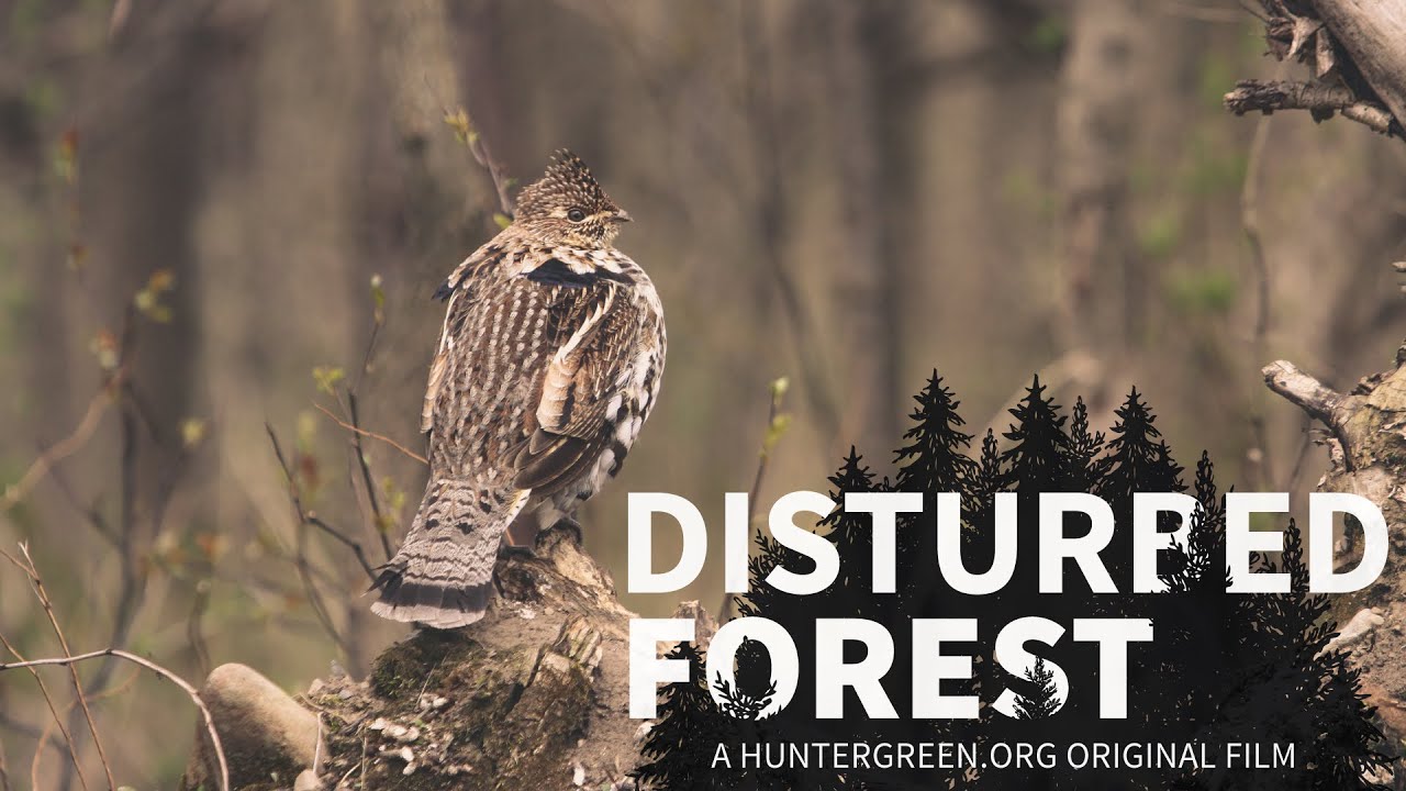 Disturbed Forest - The Forsaken Science of Healthy Forests - YouTube