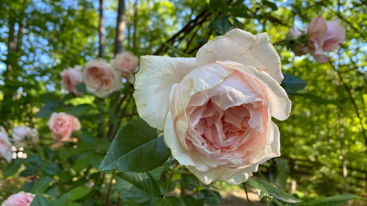 Dreamland Climbing Rose 💖💕 - YouTube