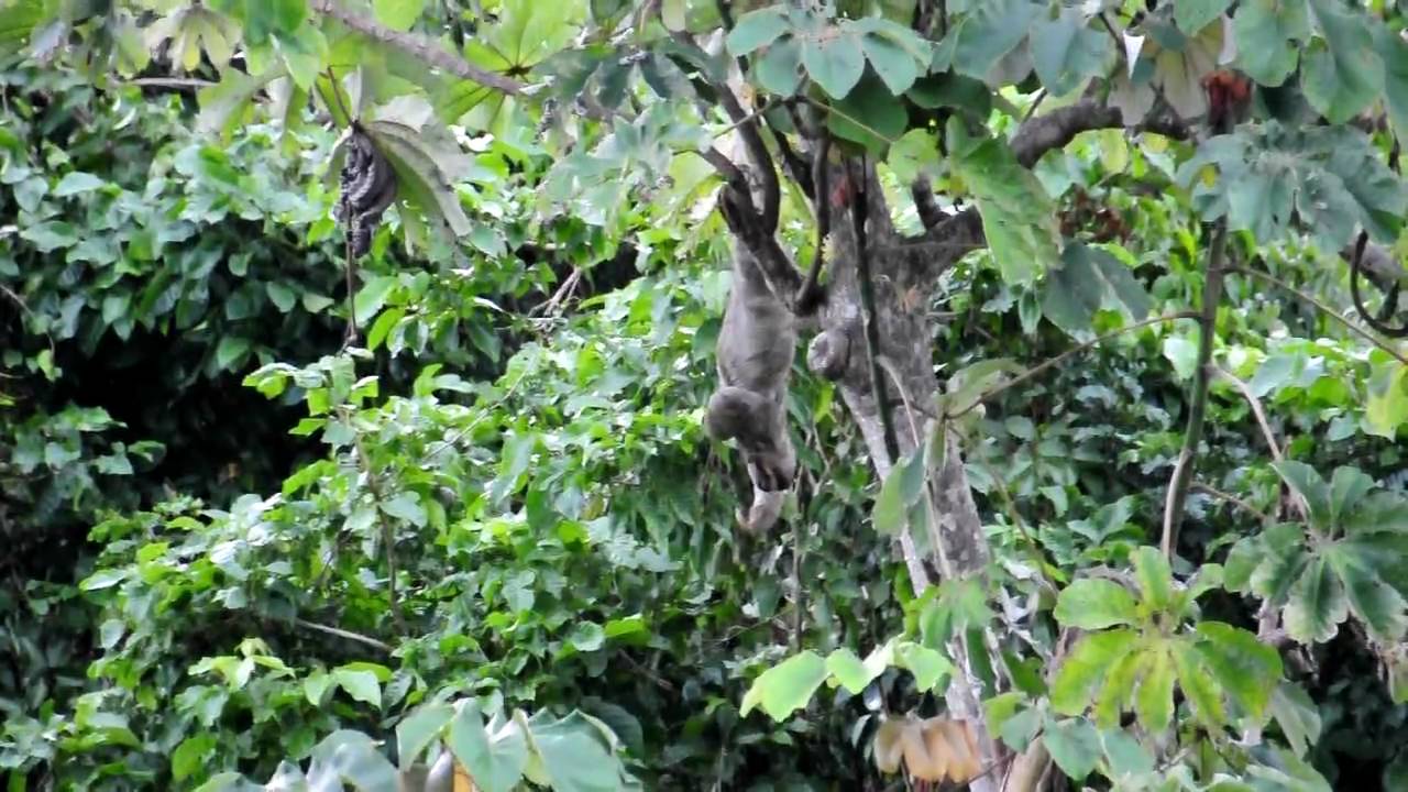 Costa Rica sloth hanging and scratching - YouTube