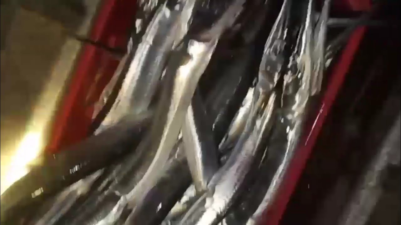 how to catch needle fish " batalay" - YouTube