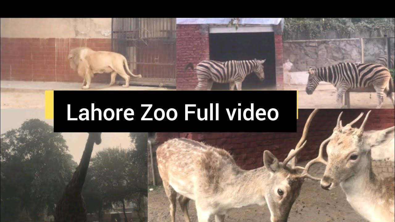 Lahore Zoo 2023 | Wildlife Park In Pakistan Discover Zoo || by ...