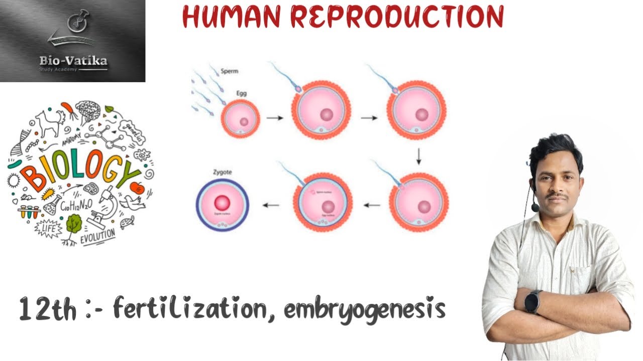 Bio vatika:- class 12th || lacture-7 || Human reproduction ...