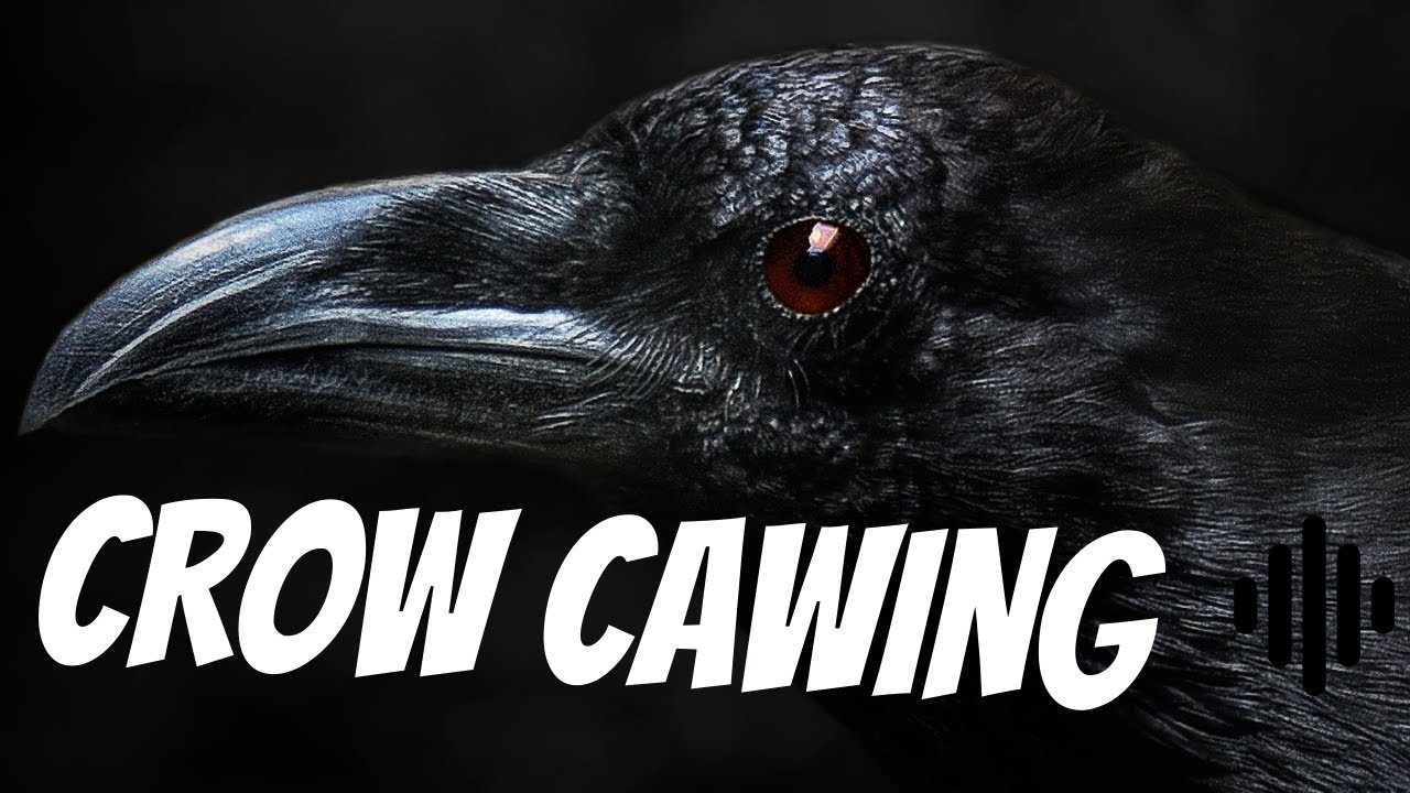 Crow Cawing - YouTube