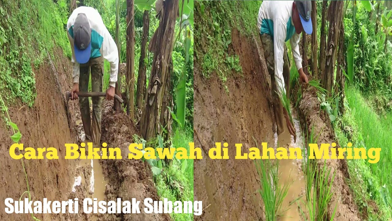 Cara Bikin Sawah Baru di Lahan Miring - YouTube