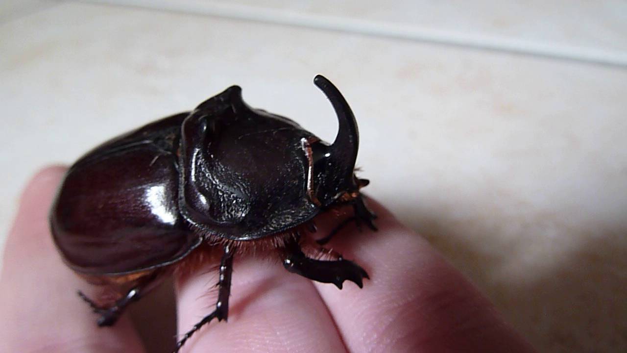 Scarabée Rhinocéros: Présentation - YouTube