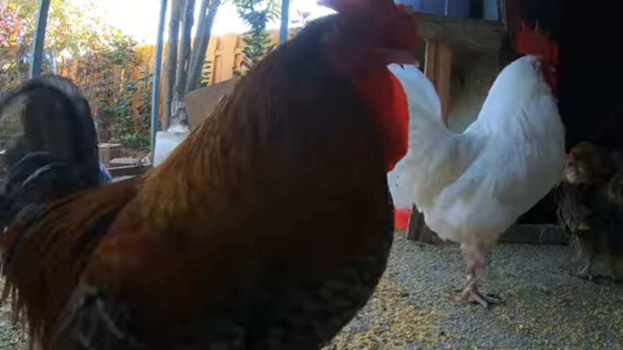 Backyard Chickens Daily Activity Video Sounds Noises Hens Clucking ...