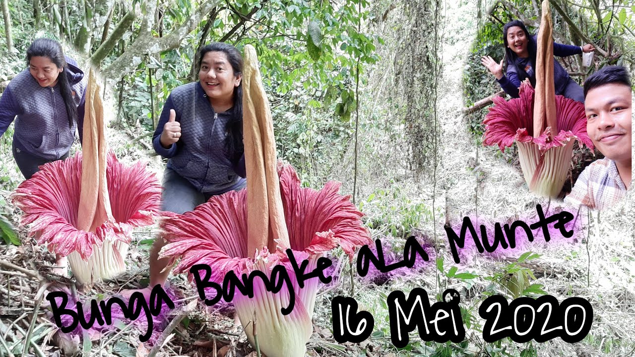 Petualangan mengincar Bunga BANGKE || Pdt. Inrie || Bersama Vic. Jhoni ...