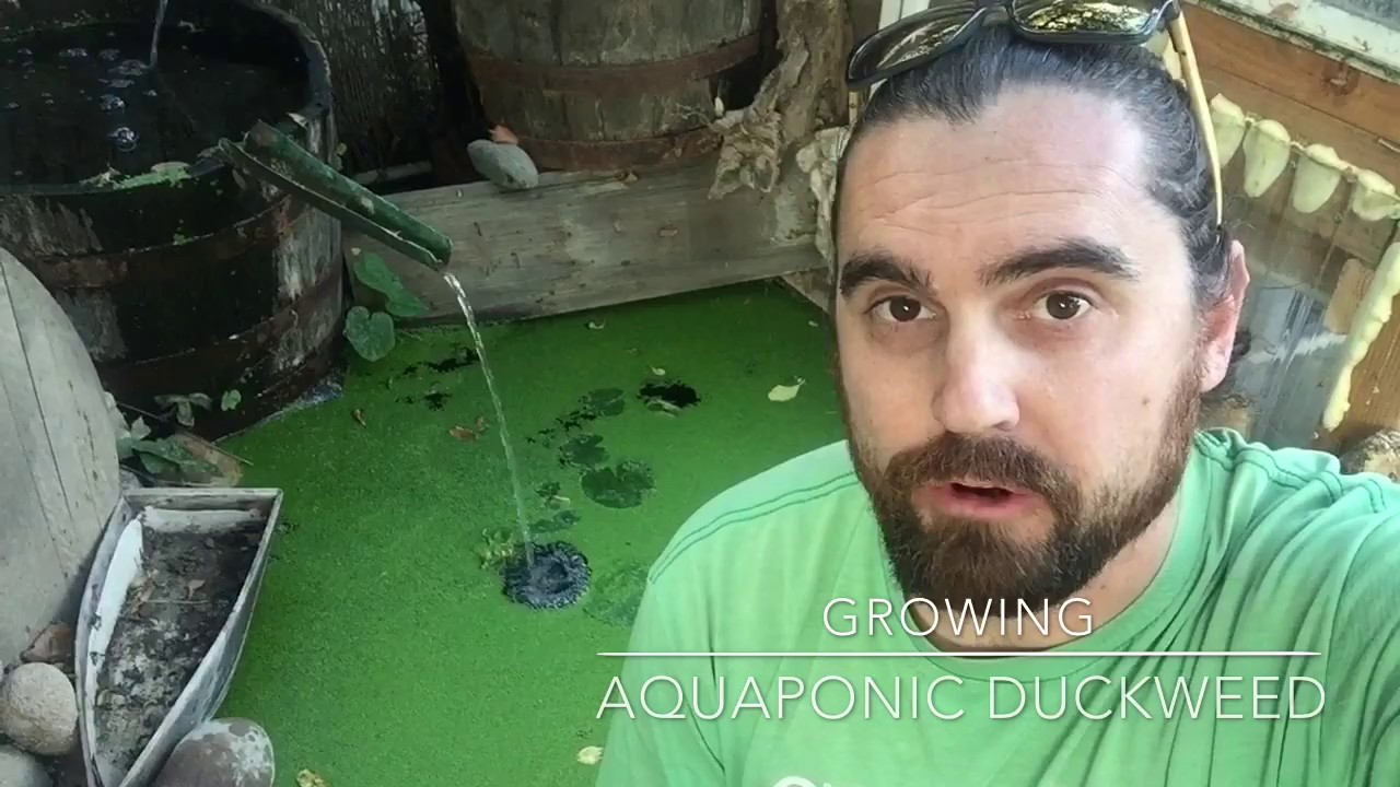 AQUAPONIC DUCKWEED (Free Fish Food) - YouTube