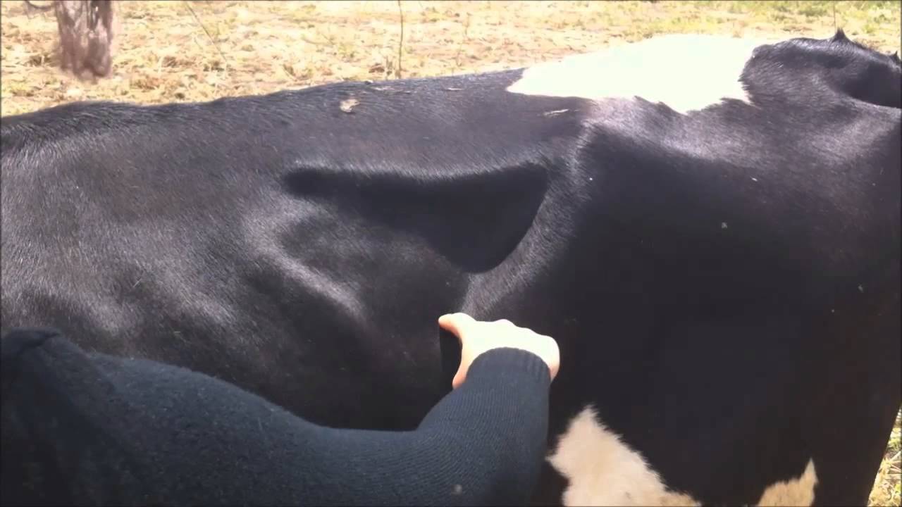 Tratamiento Para Timpanismo En Vacas at Marie Vaughan blog