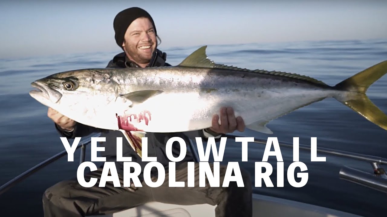 Catching BIG Spring Time YELLOWTAIL on The Beach! - YouTube