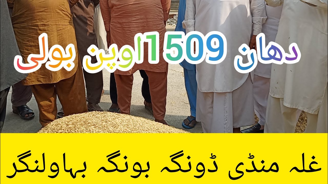 ghla mandi dunga bunga rice 1509 rate - YouTube