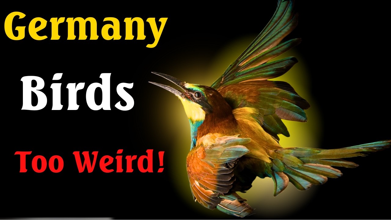 Birds of Germany – 15 Strange Species You Won’t Believe Exist - YouTube
