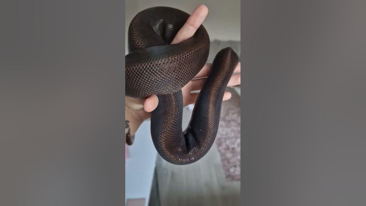 Iridescent Ball python #reptiles #ballpython #suma #snake #pets #animal ...