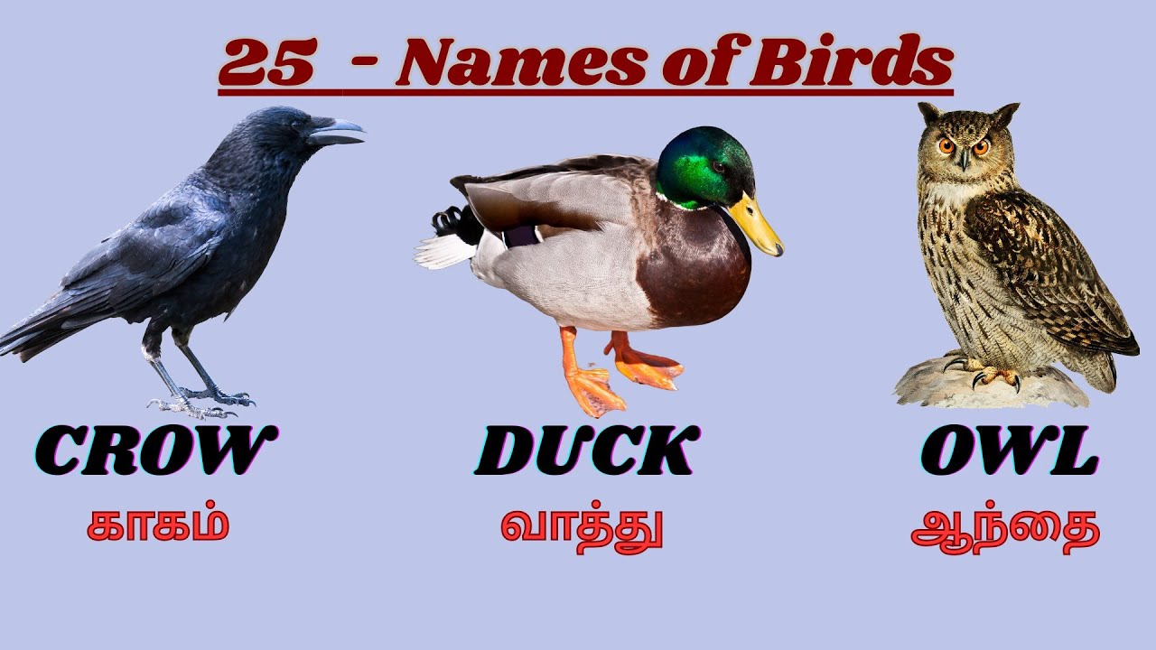 Birds Name in English & Tamil | Birds vocabulary | - YouTube
